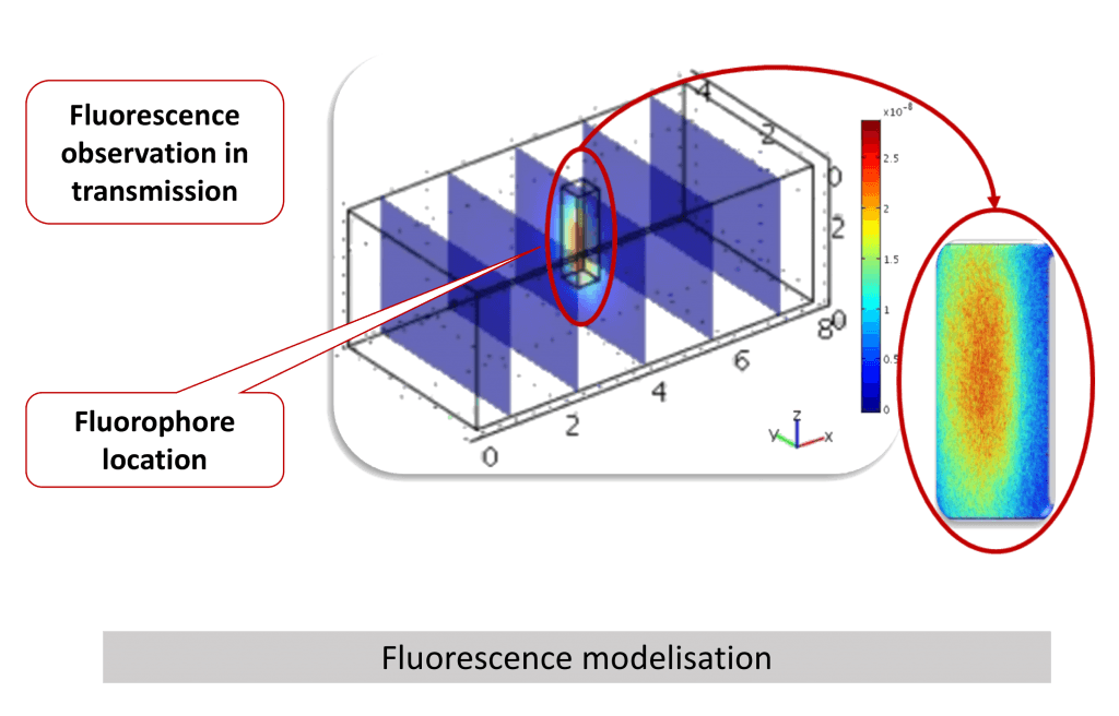 Medical applications of physics : Fluorescence imaging | Science SAVED ...